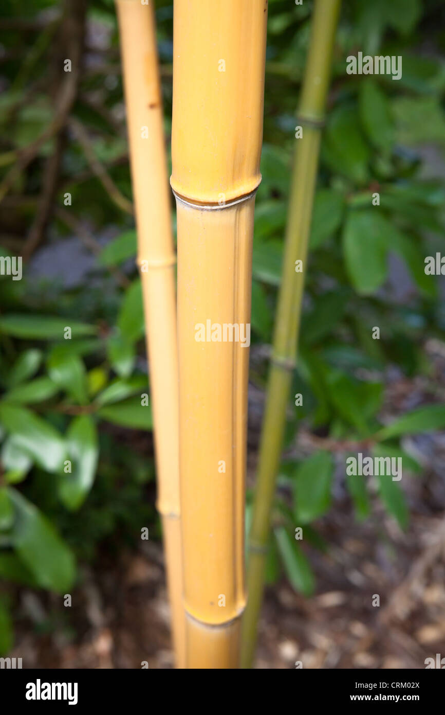 Phyllostachys bambusoides 'Castillonis' Yellow Bamboo Culms Stock Photo ...