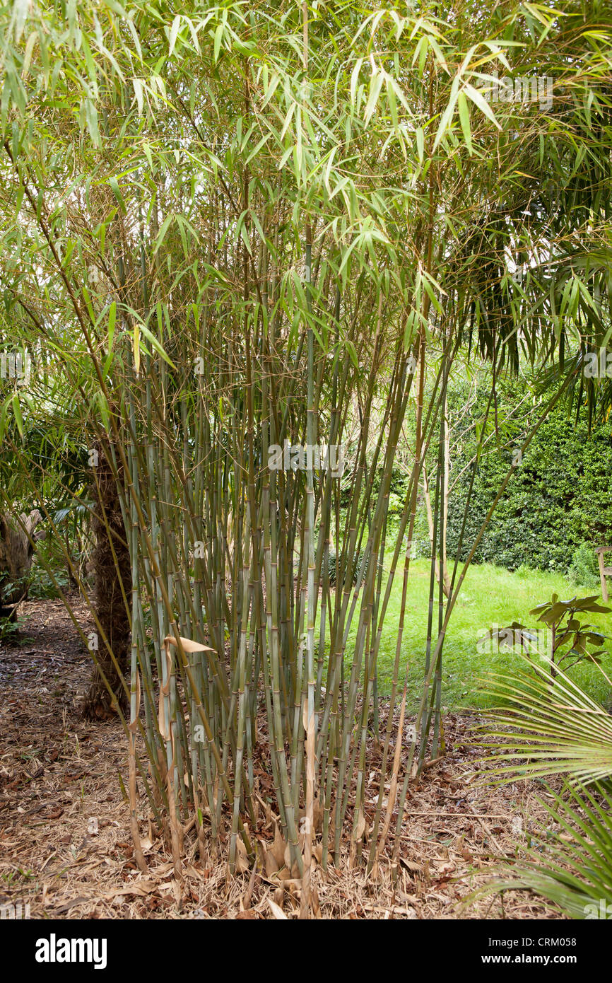 Borinda Bamboo - A view of the whole Bamboo Stock Photo - Alamy