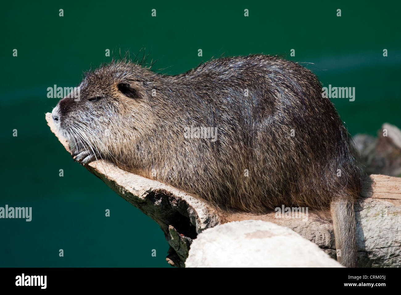 Big nutria hi-res stock photography and images - Alamy