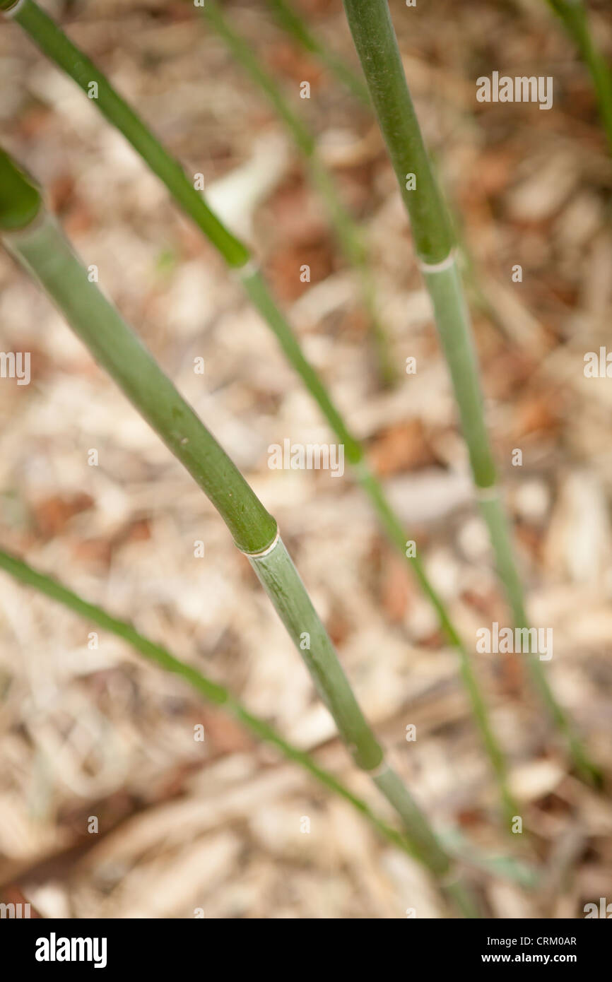 Phyllostachys decora "Beautiful Bamboo Stock Photo - Alamy