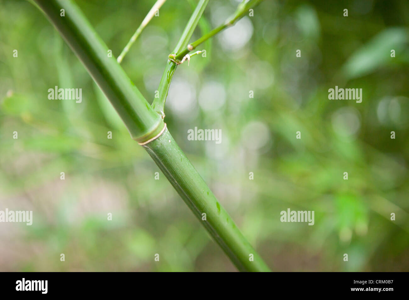 Phyllostachys decora "Beautiful Bamboo Stock Photo - Alamy