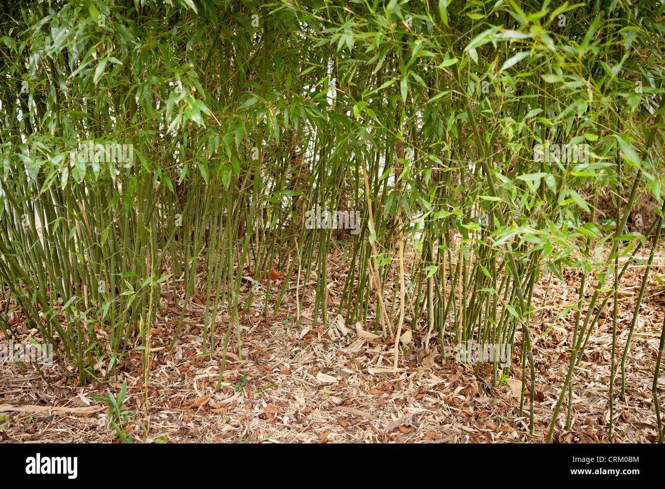 Phyllostachys decora "Beautiful Bamboo Stock Photo - Alamy