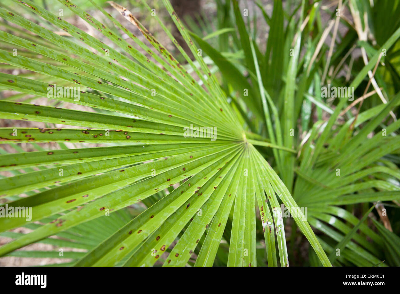 Chamaerops humilis (European fan palm, Mediterranean dwarf palm or dwarf fan palm Stock Photo ...