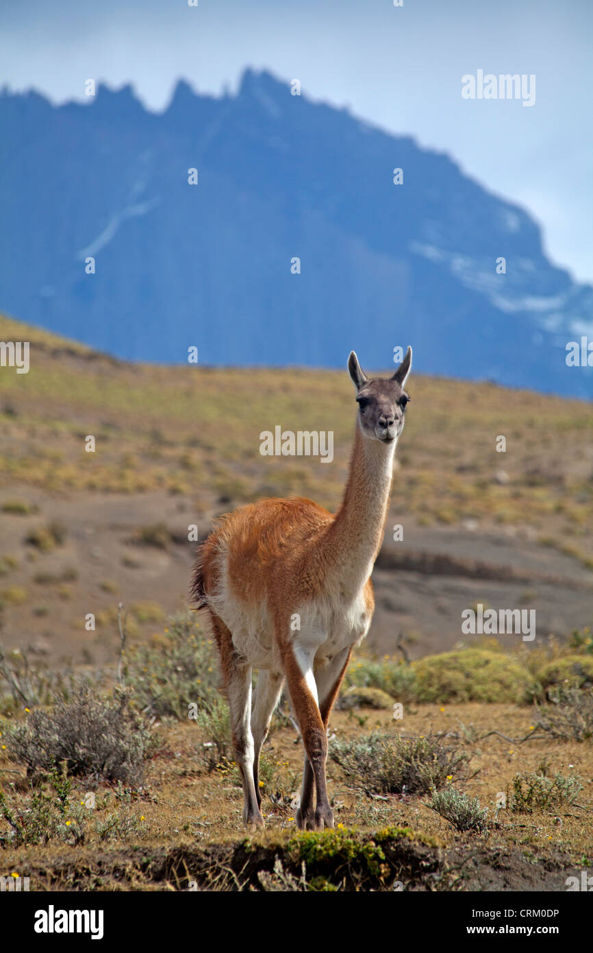 Guanaco patagonia mountain hi-res stock photography and images - Alamy