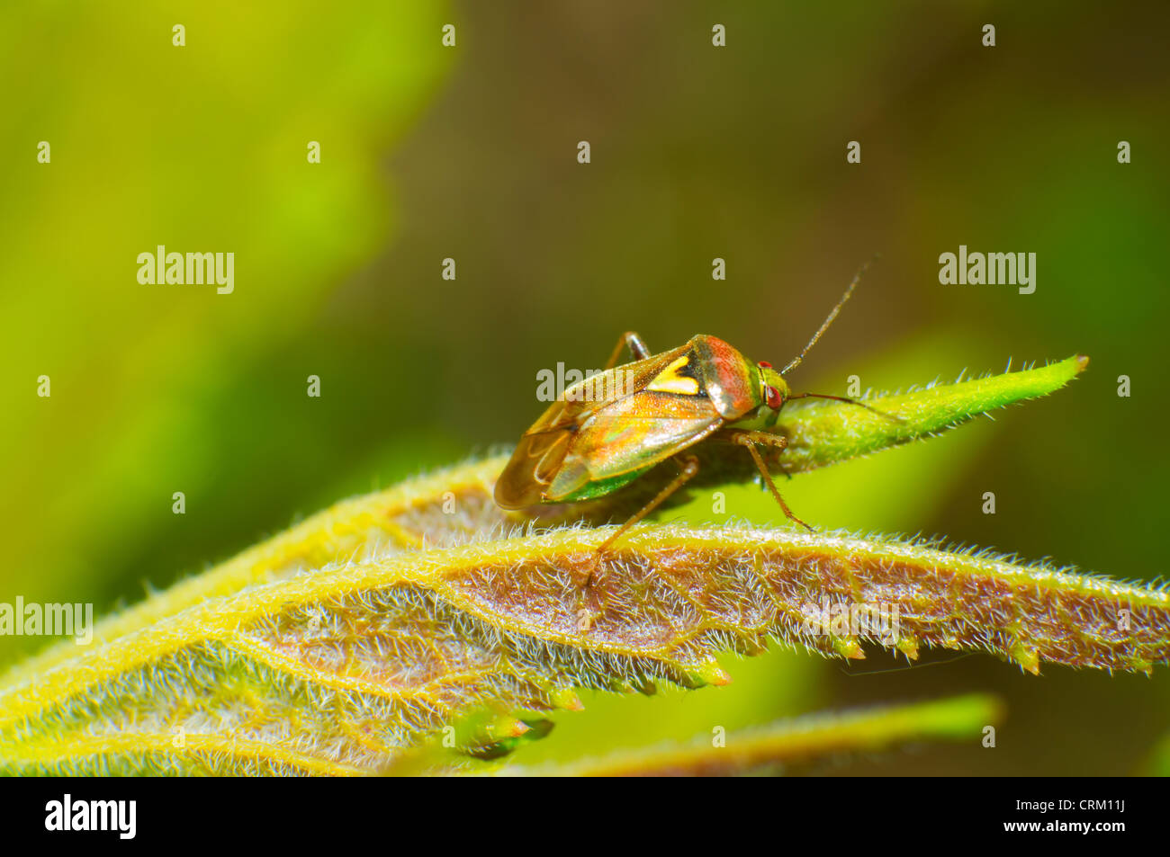 Colorful of bugs and leaves close-ups Stock Photo - Alamy