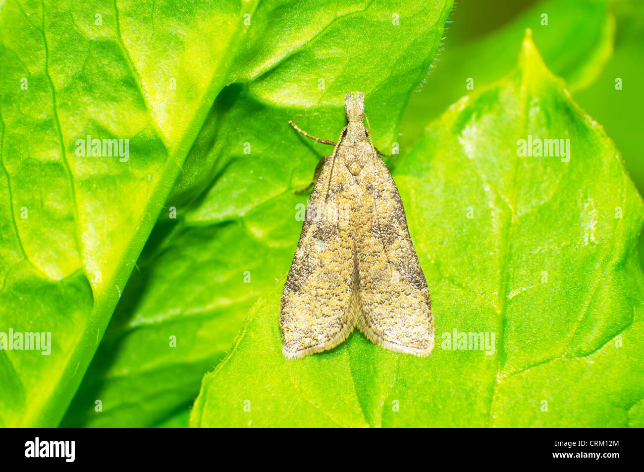 A moth to stay in the green leaves Stock Photo - Alamy