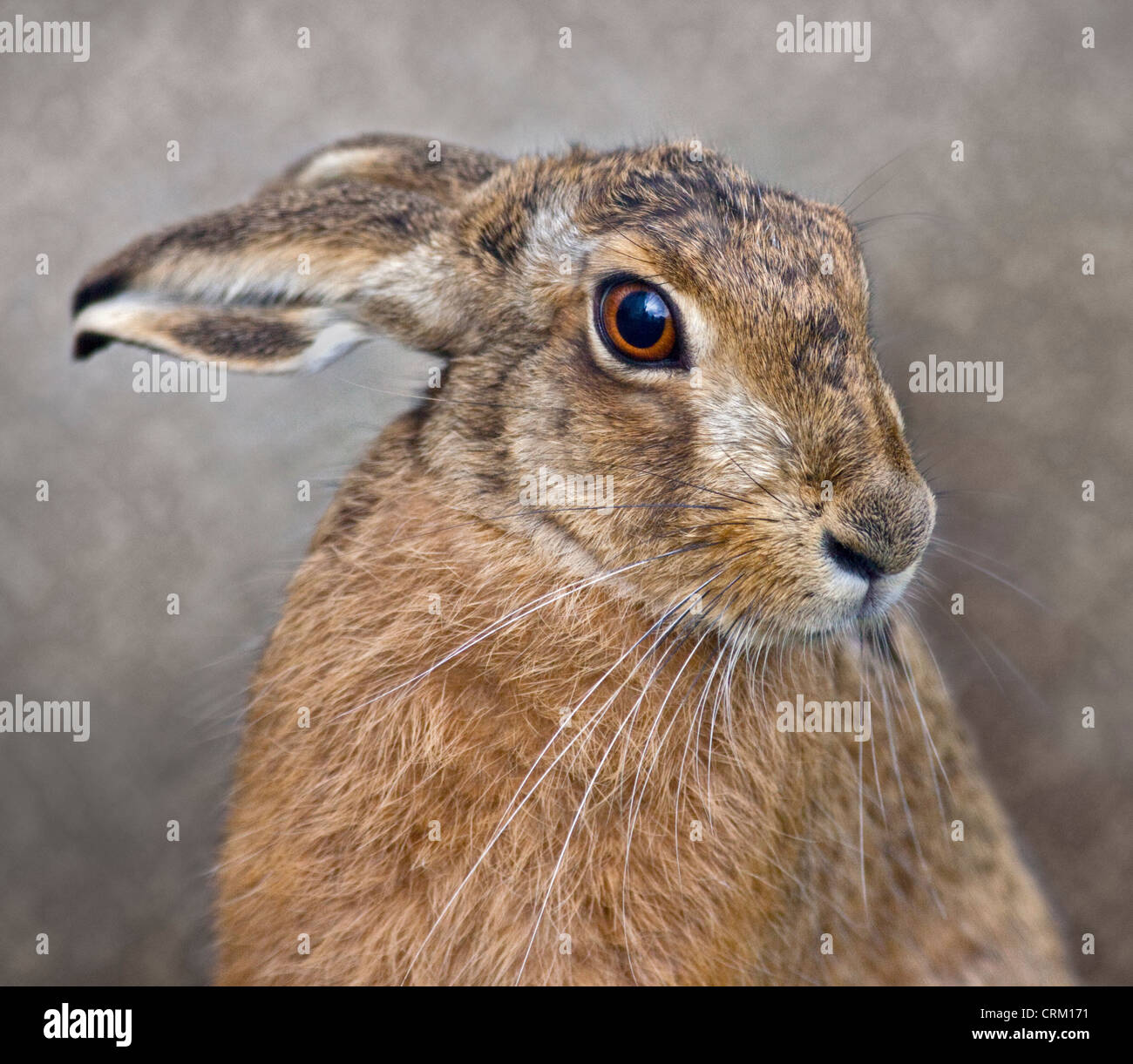 Jackrabbit hi-res stock photography and images - Alamy
