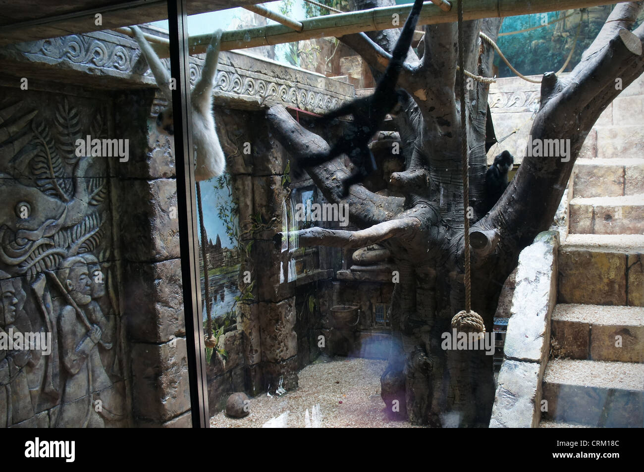 Buff-cheeked Gibbon (Red-cheeked Gibbon Yellow-cheeked Gibbon) Nomascus ...