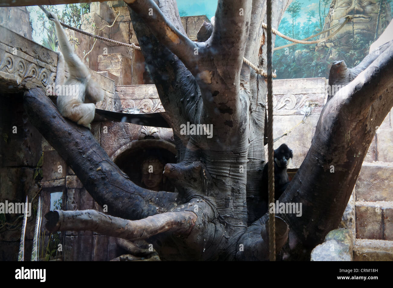 Red cheeked gibbon hi-res stock photography and images - Alamy