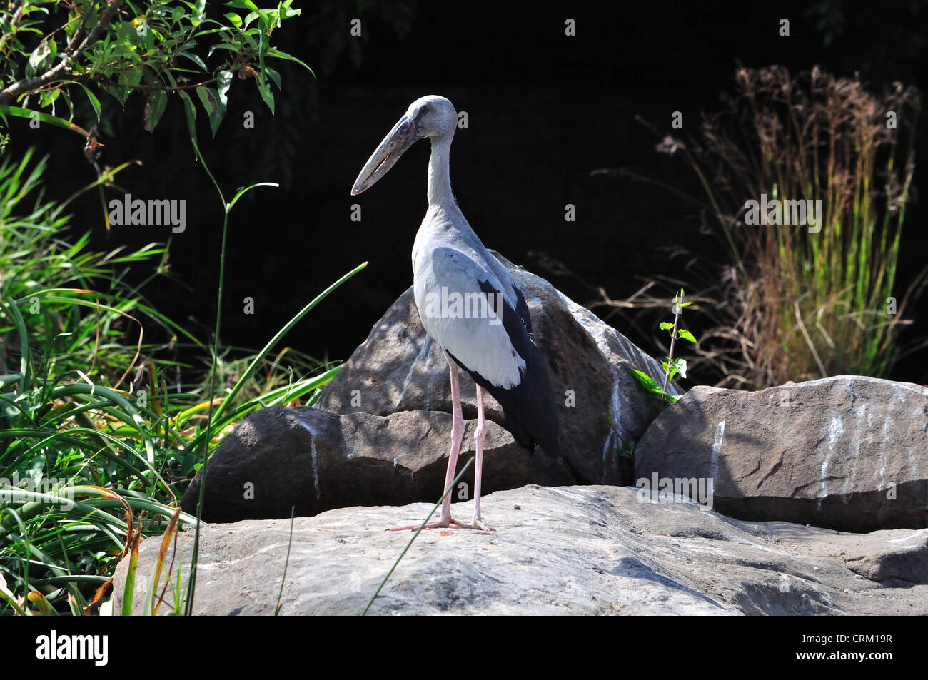 Indian openbill stork hi-res stock photography and images - Alamy