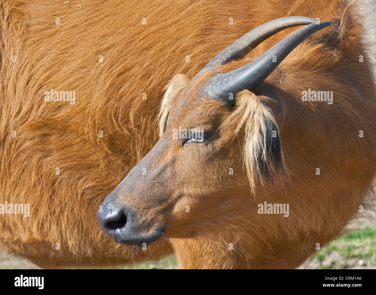Congo Buffalo (syncerus caffer nanus Stock Photo - Alamy