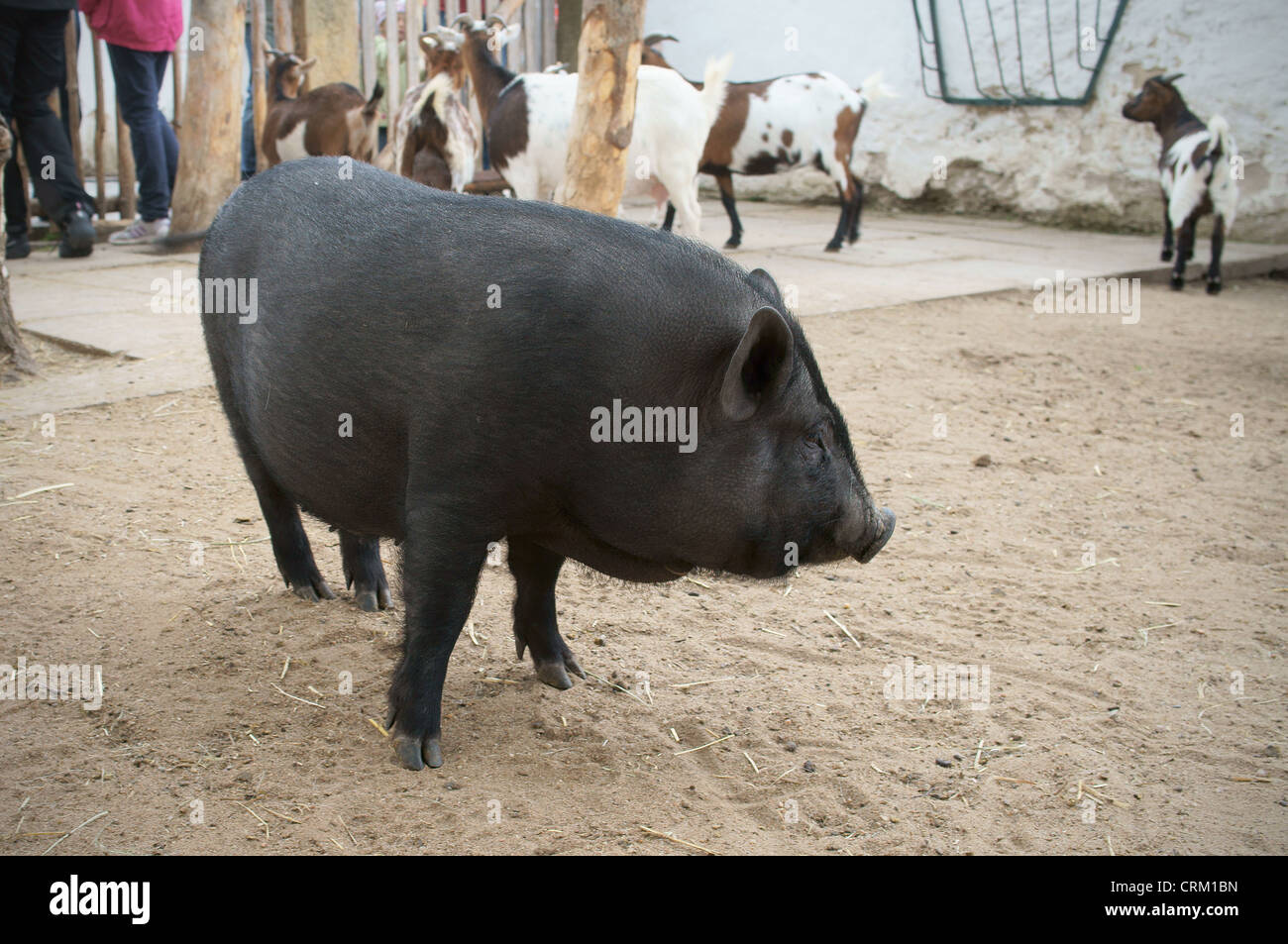 Gottingen minipig hi-res stock photography and images - Alamy