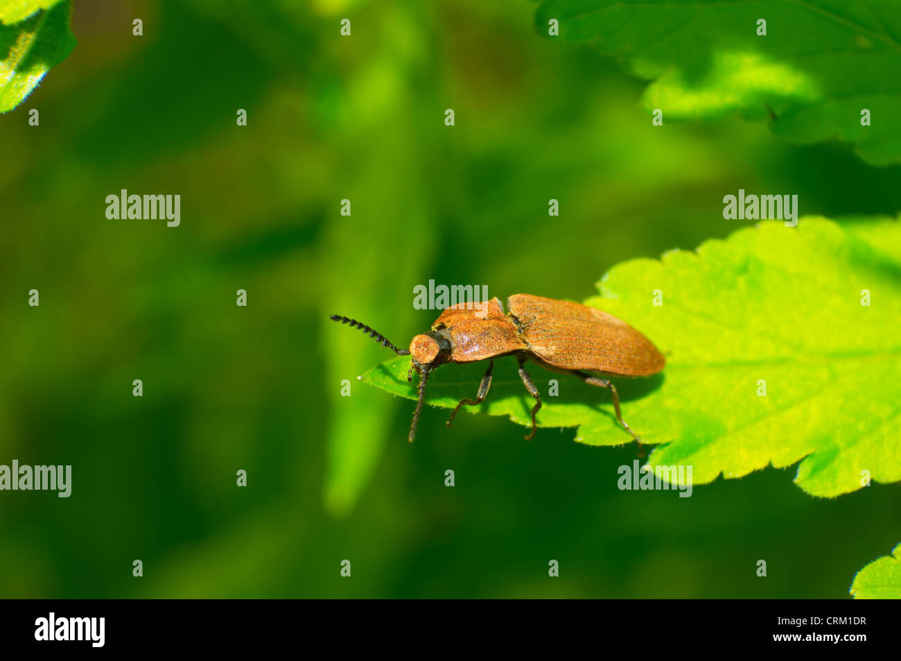 Snapping Beetle High Resolution Stock Photography and Images - Alamy