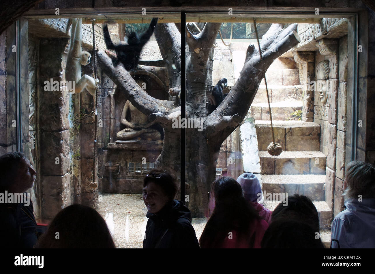 Buff-cheeked Gibbon (Red-cheeked Gibbon Yellow-cheeked Gibbon) Nomascus ...