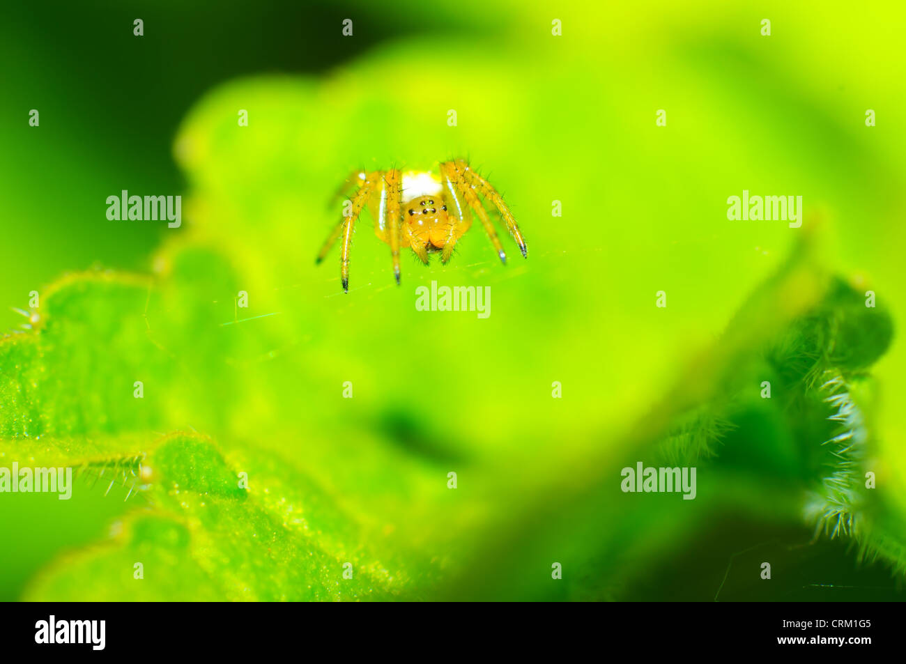 Spider resting on its spider web Stock Photo - Alamy