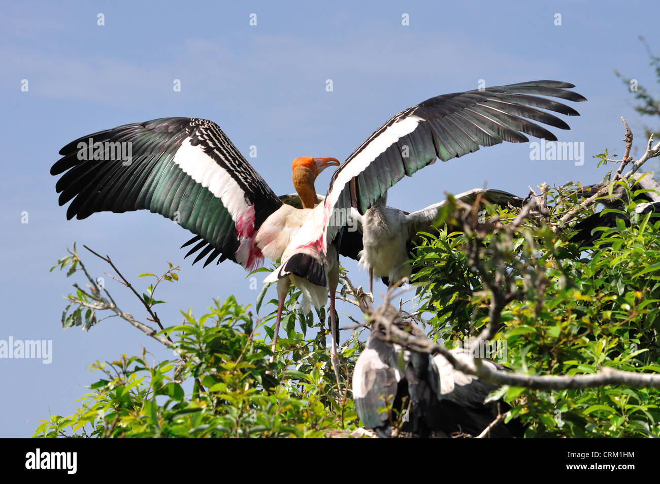 Painted Stork i Stock Photo - Alamy