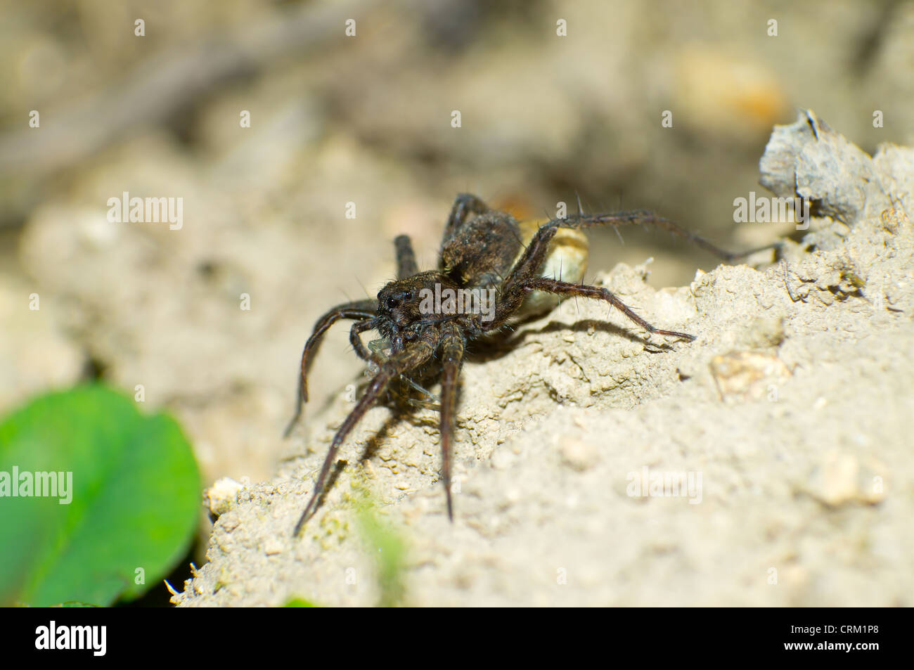 The tarantula capture to a small spider Stock Photo - Alamy