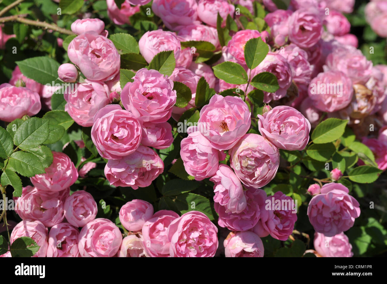 Czech hybrids hi-res stock photography and images - Alamy