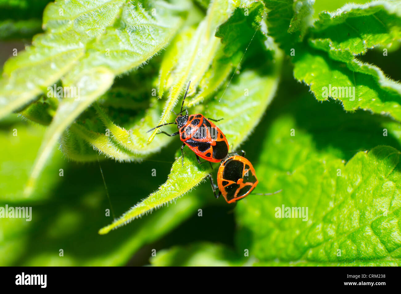 Bed bug mating hi-res stock photography and images - Alamy