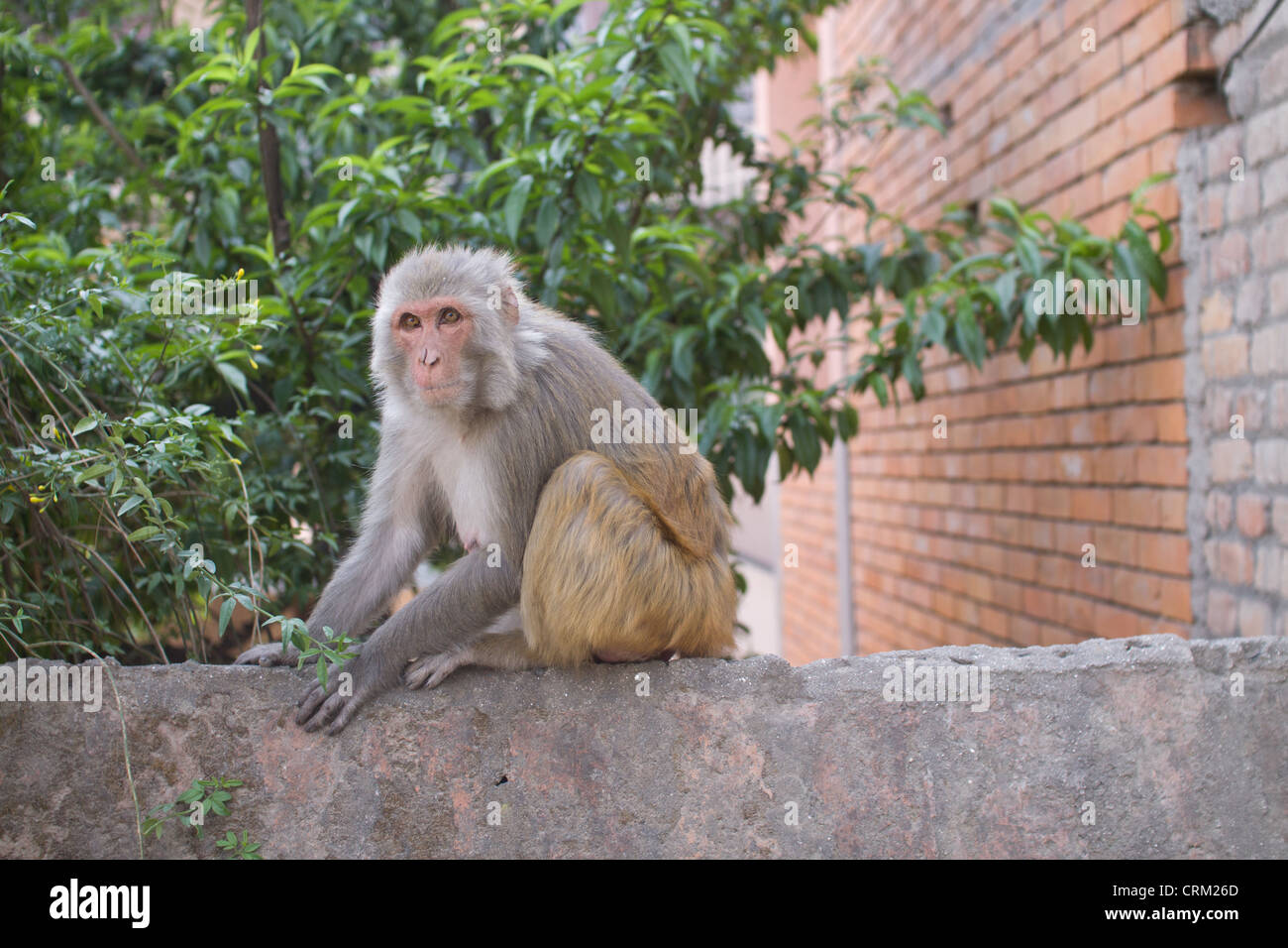 Katmandu, temple complex, ape. Pictured in Asia, Nepal, Katmandu on ...