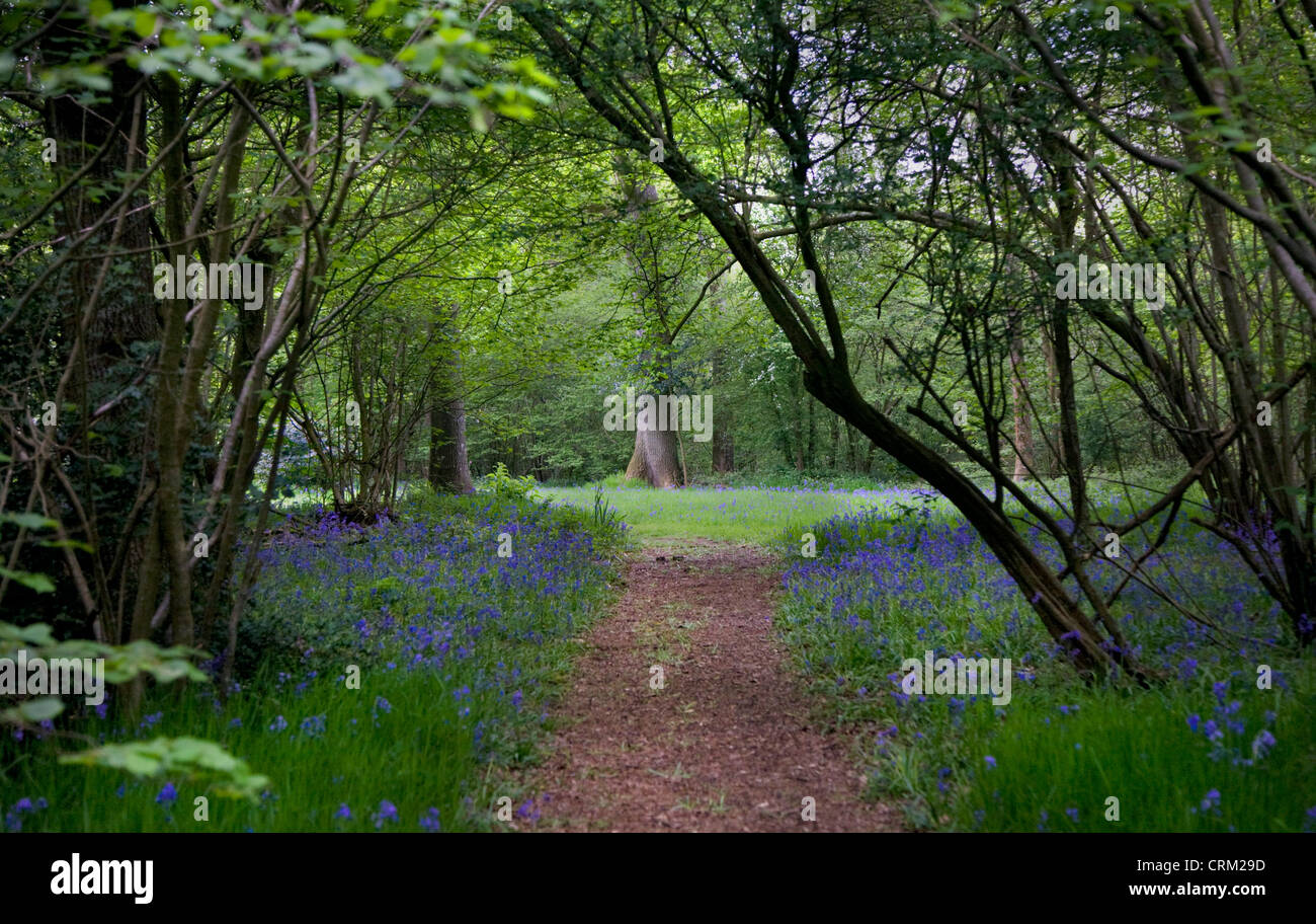 England forests hi-res stock photography and images - Alamy
