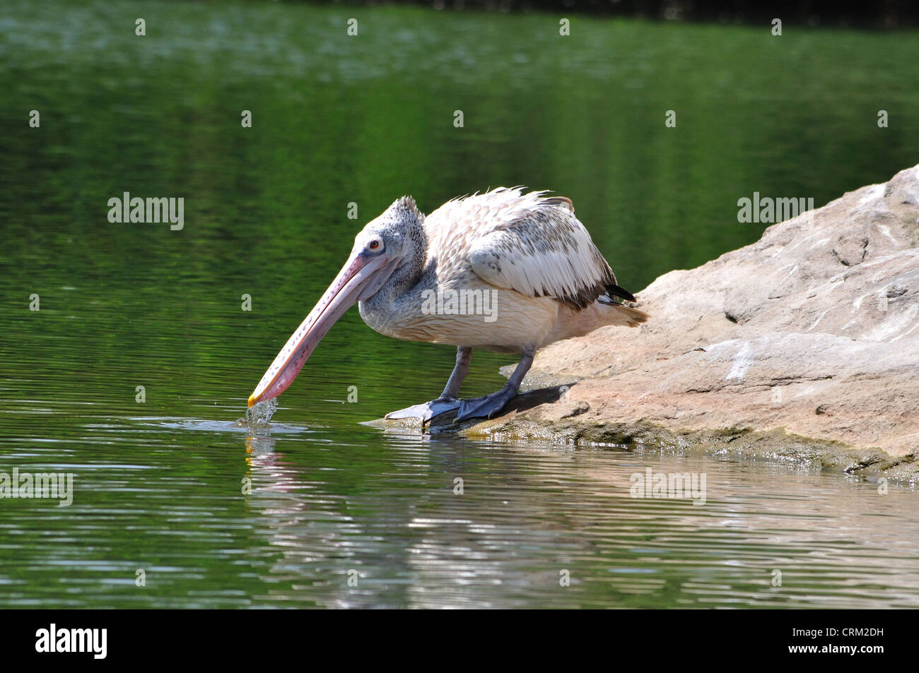Spottedbilled ( Grey ) Pelican Stock Photo - Alamy