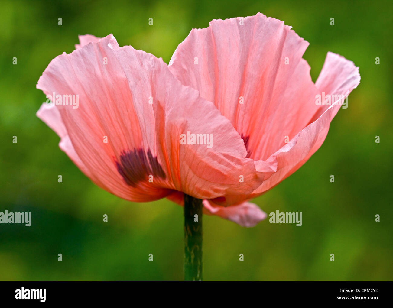 Oriental Poppy Princess Victoria Louise (papaver orientalis Stock Photo ...