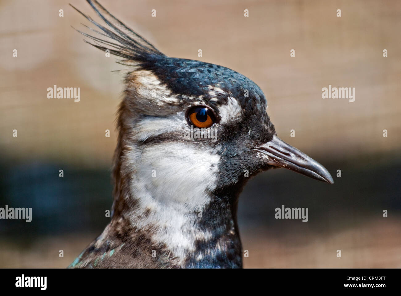 Lapwing Head High Resolution Stock Photography and Images - Alamy