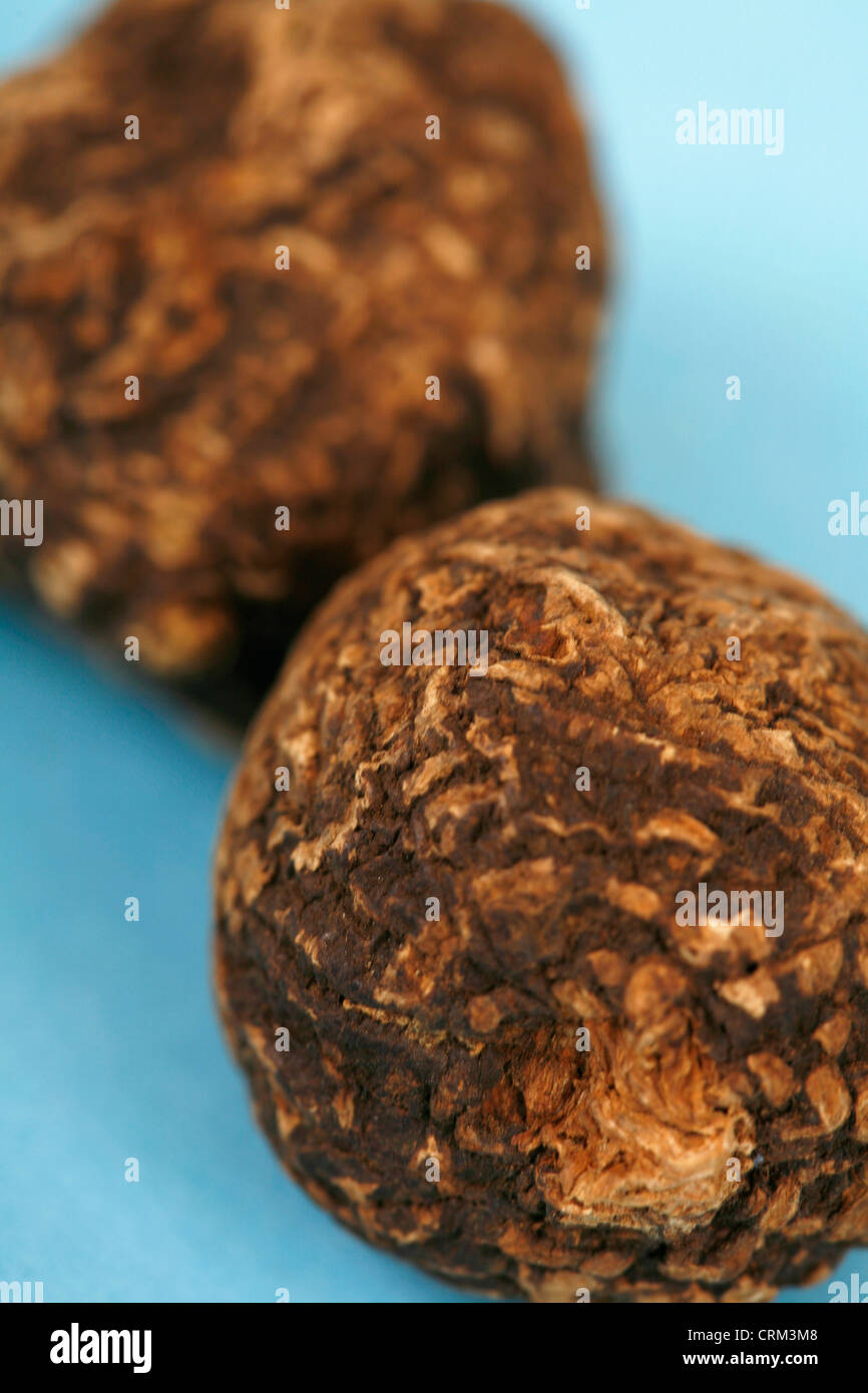 Jalap hi-res stock photography and images - Alamy