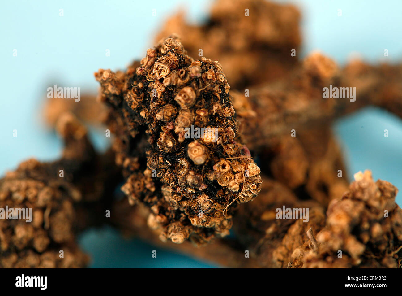 Expectorant medicine hi-res stock photography and images - Alamy