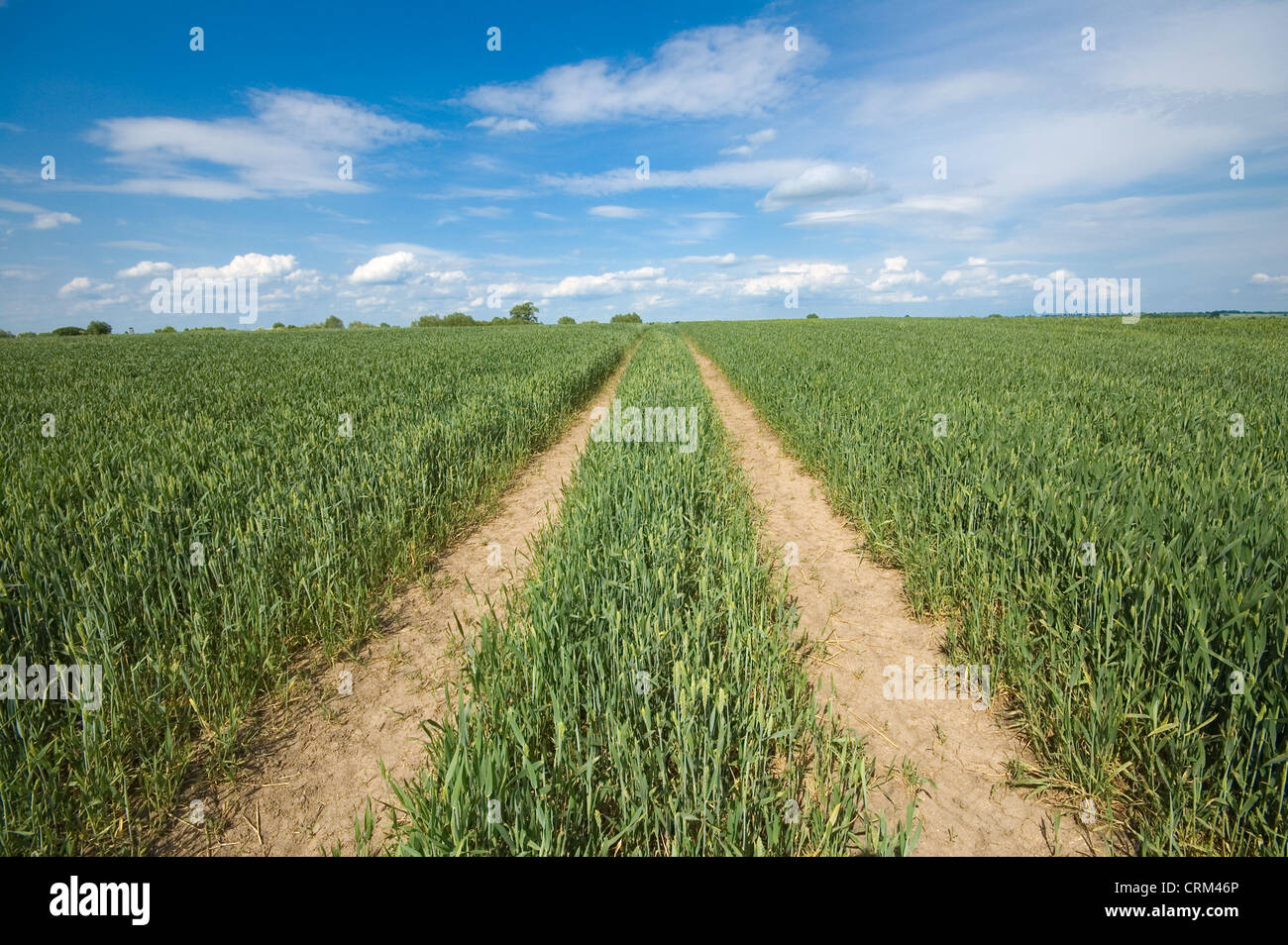 Dirt road through grain fields hi-res stock photography and images - Alamy