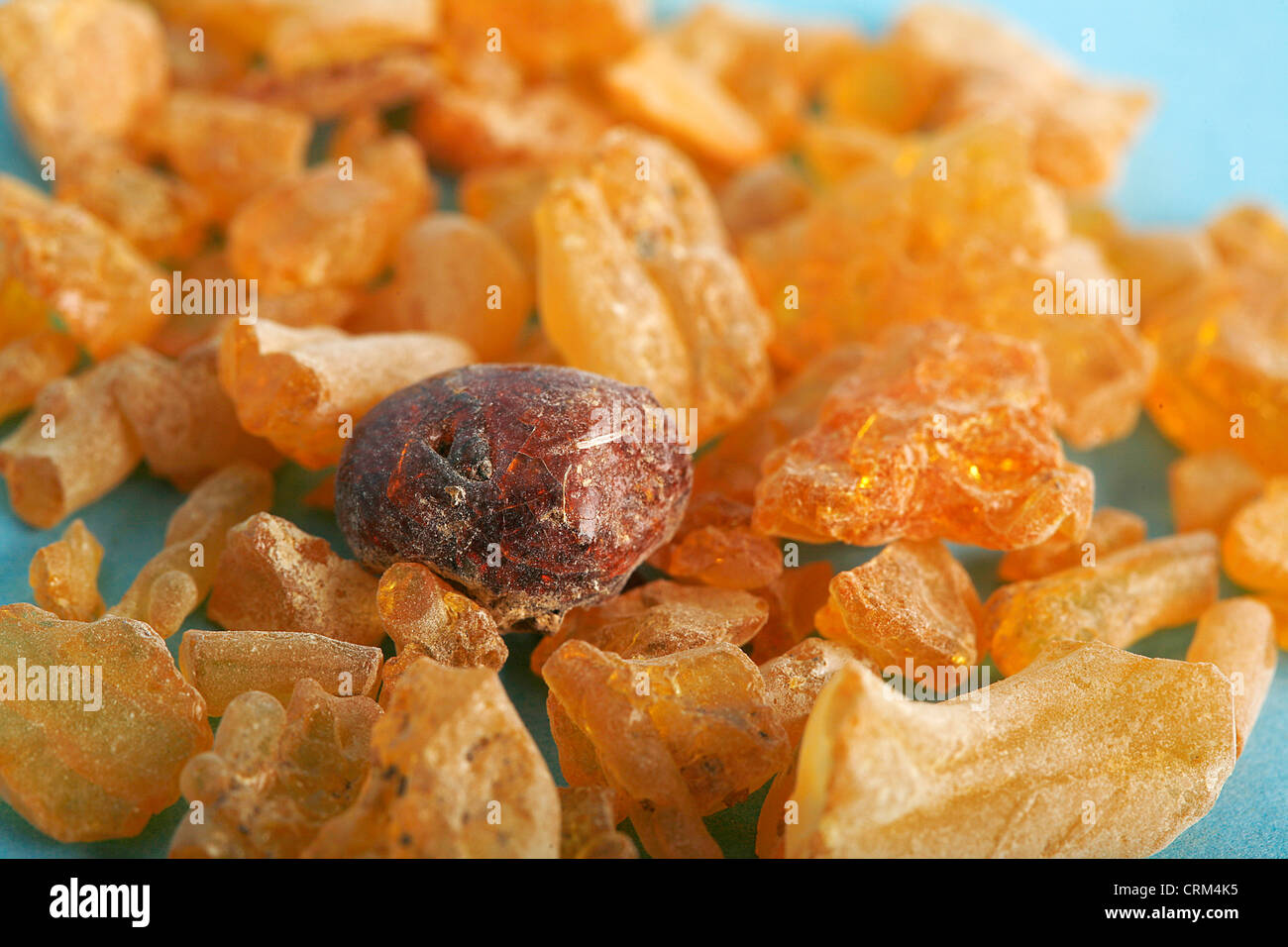 Sandarac gum is used in the Middle East as a remedy for diarrhea but it ...