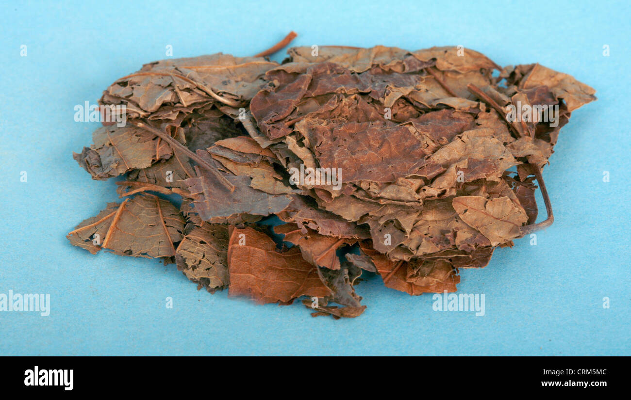 Hamamelis leaves produce an extract which is used in the witch hazel ...