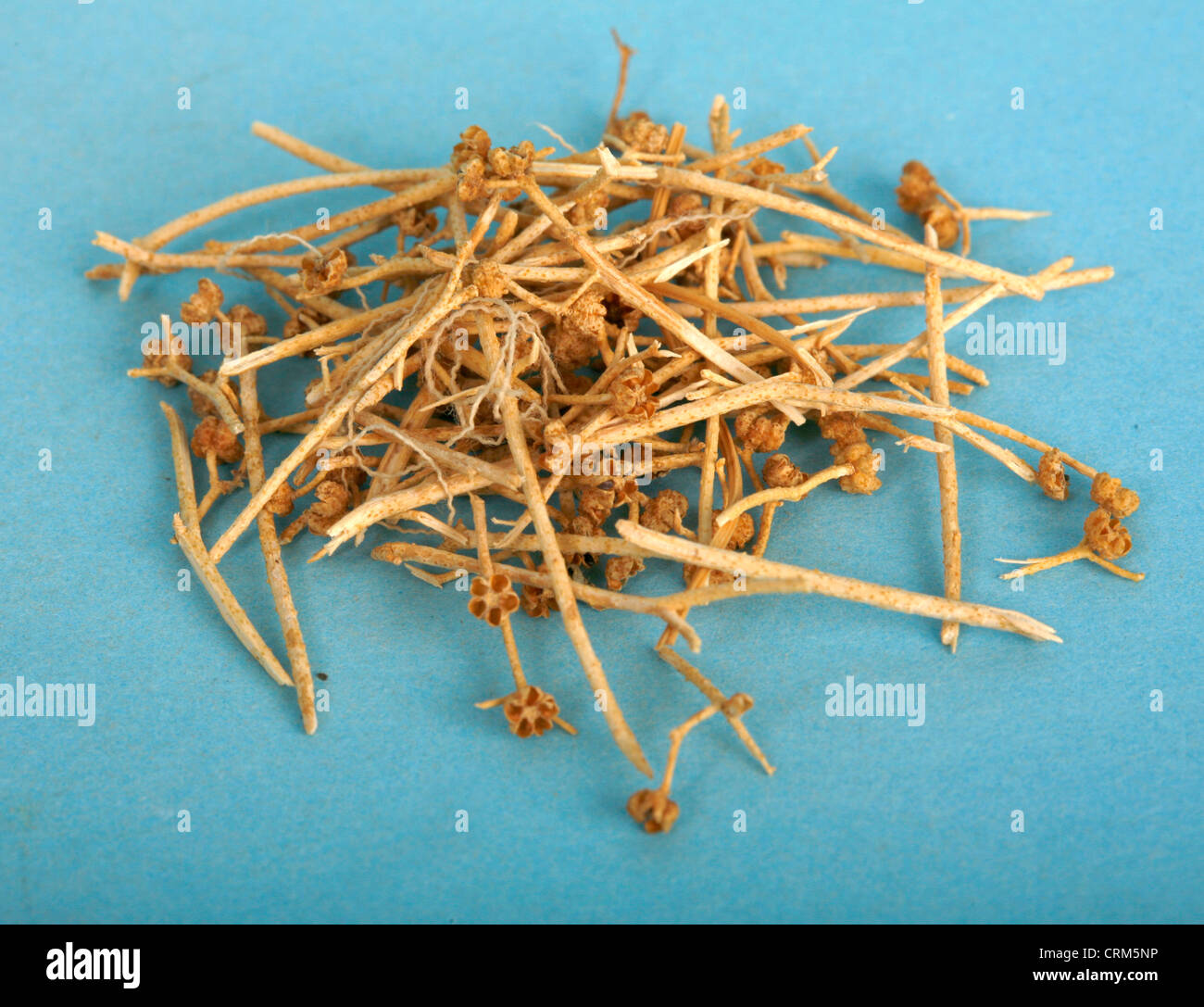 Herbal seed hi-res stock photography and images - Alamy