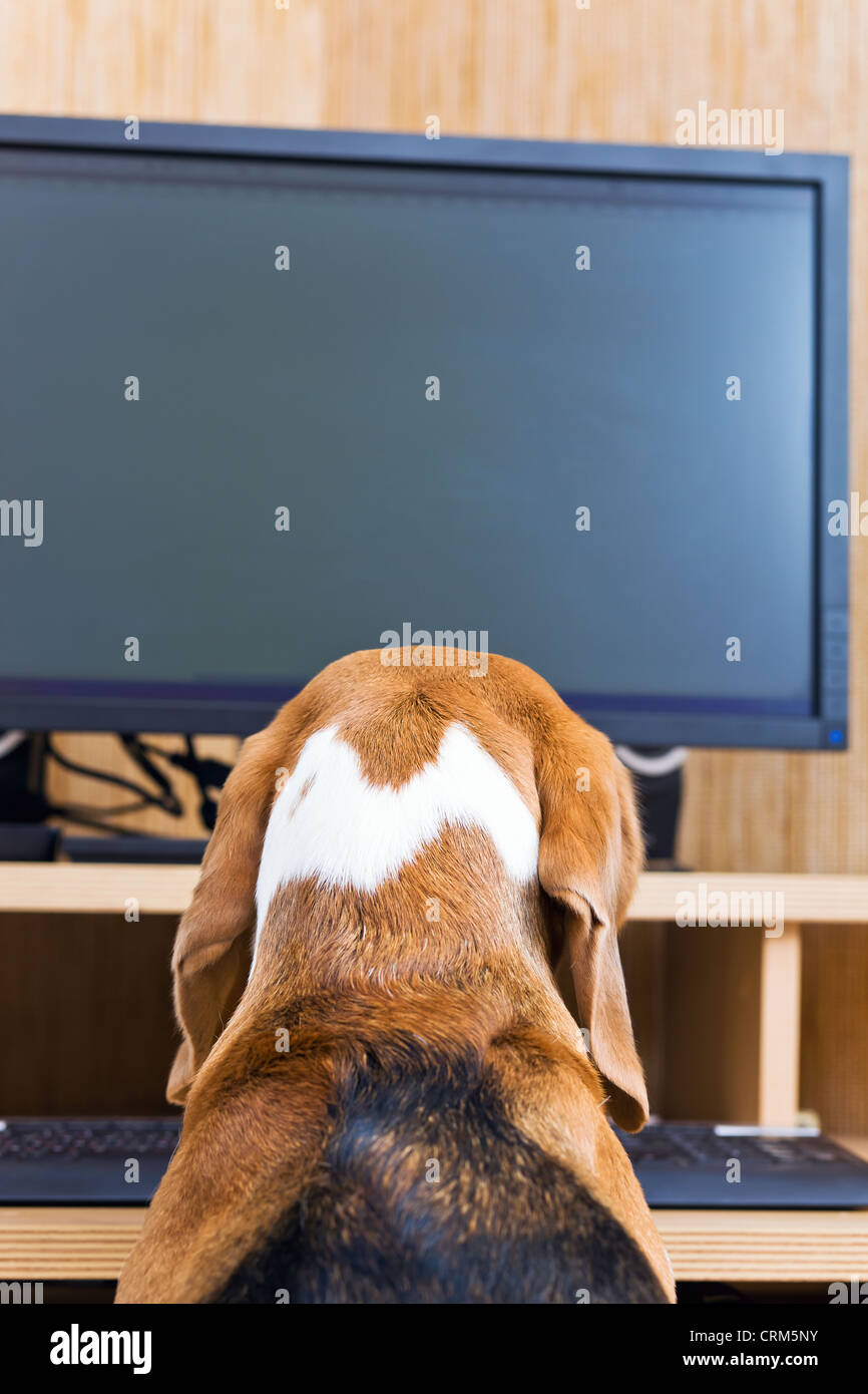 Dog sitting in front of the computer. Focus on a dog Stock Photo - Alamy