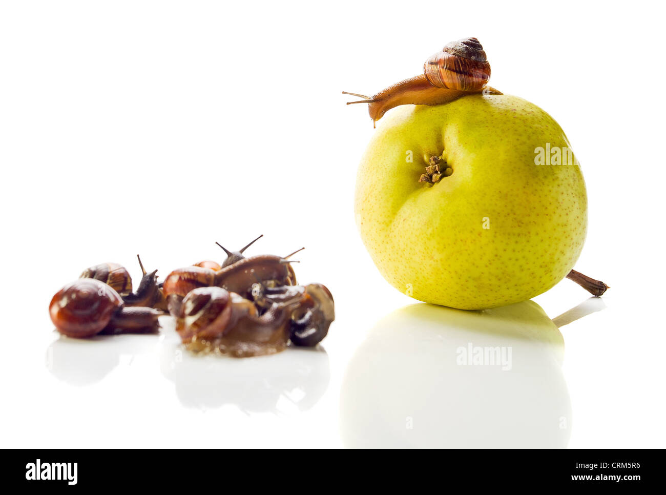 The snail on a pear addresses to crowd. White reflective background ...