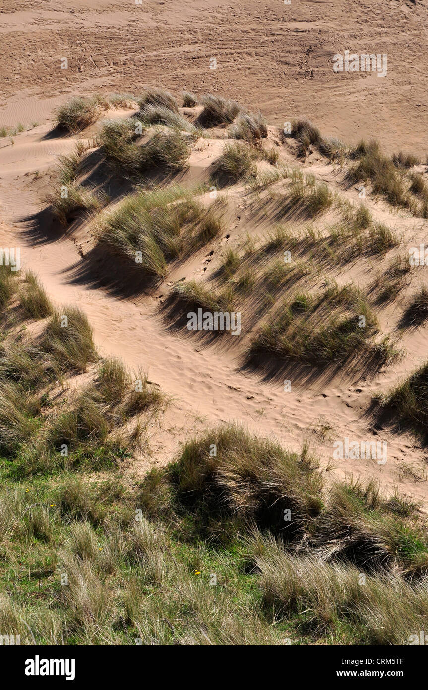 Sand dunes at Braunton Burrows Devon UK Stock Photo - Alamy