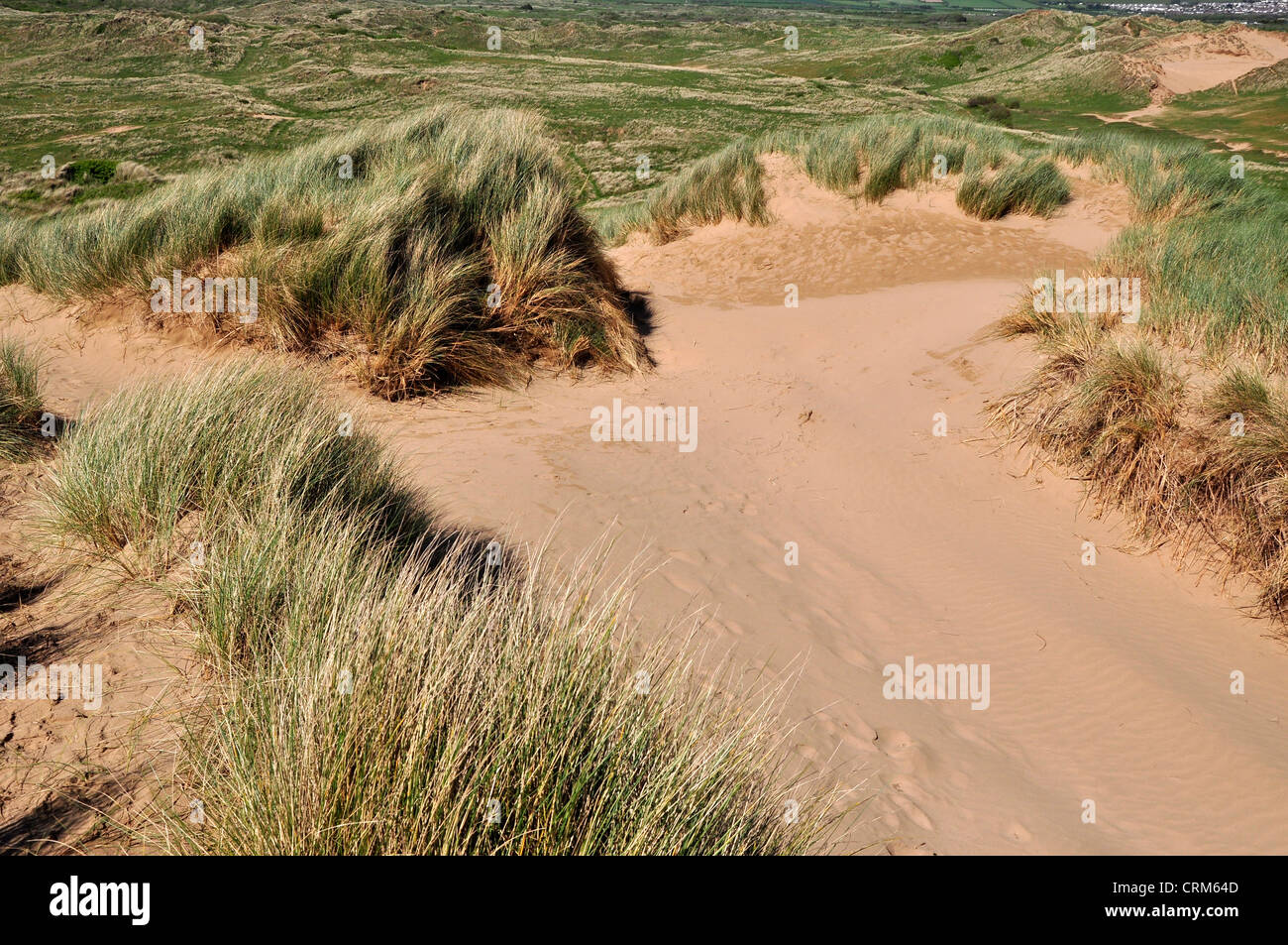 A view of the sand dunes at Braunton Burrows nature reserve Devon UK ...