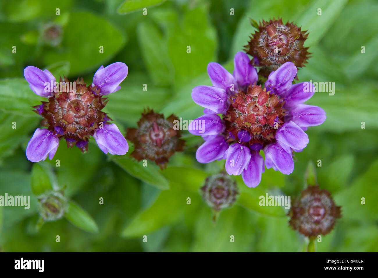 Large selfheal prunella grandiflora hi-res stock photography and images ...