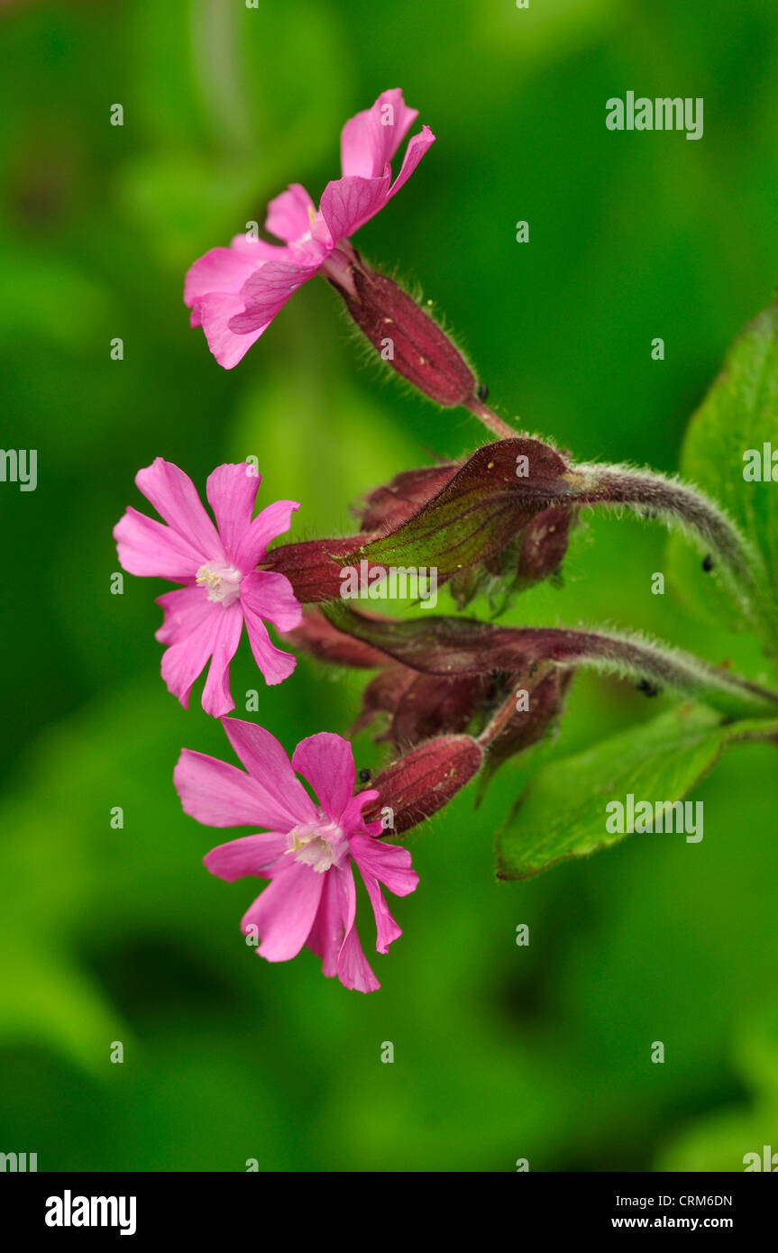 Red campion silene dioica perennial hi-res stock photography and images ...