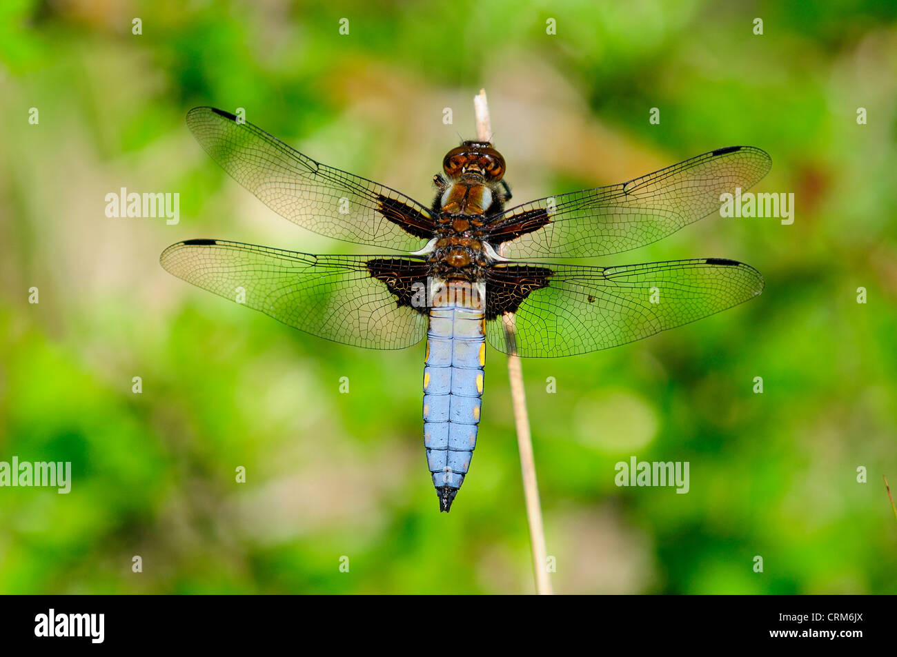 Male broad-bodied chaser at rest. Powerstock Common DWT nature reserve ...