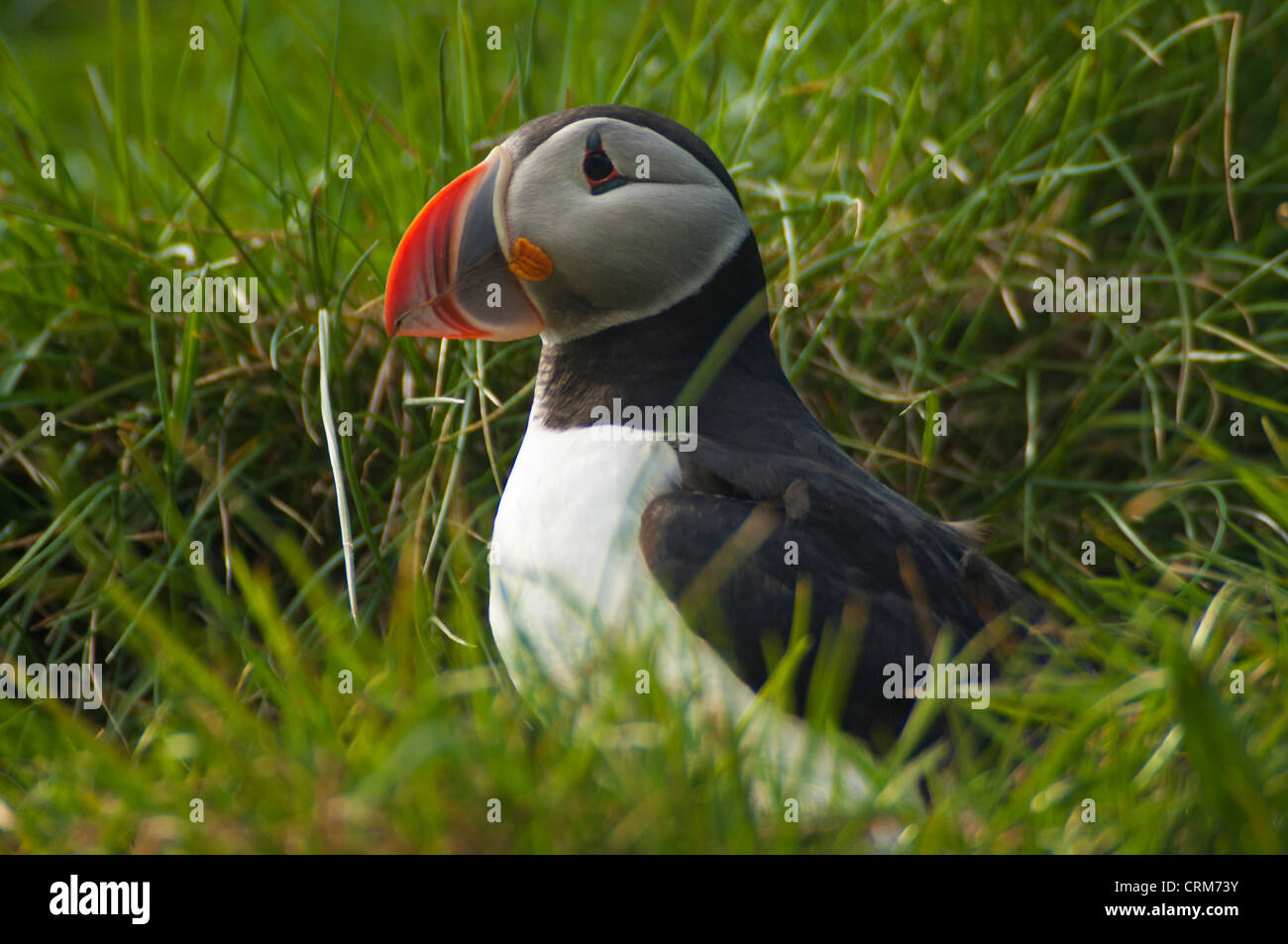 Puffin Fratercula arctica Atlantic puffin afnarholmur near ...