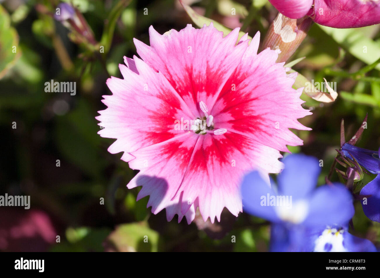 Dianthus Garden Pinks Stock Photo - Alamy