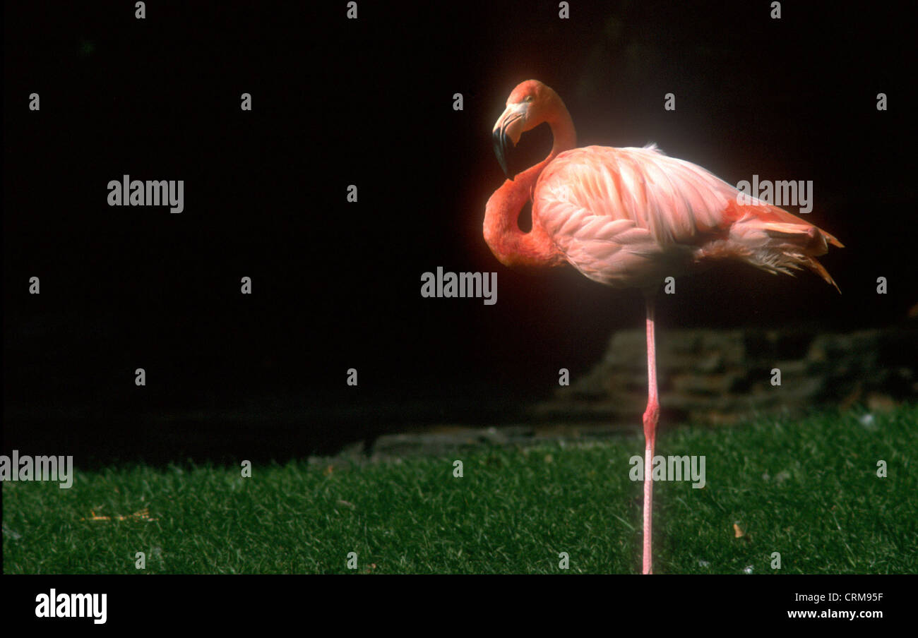 German flamingo hi-res stock photography and images - Alamy