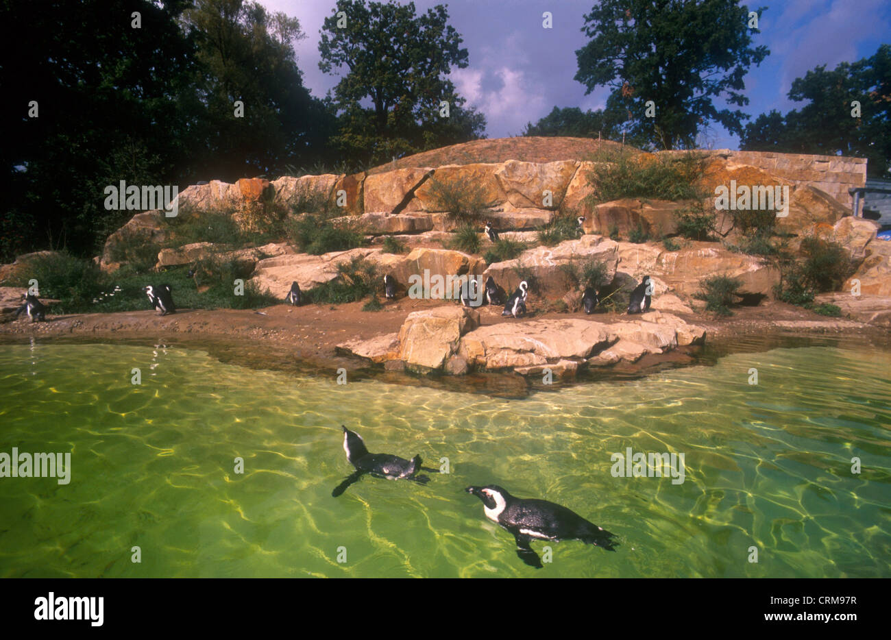 Penguin in pool hi-res stock photography and images - Alamy