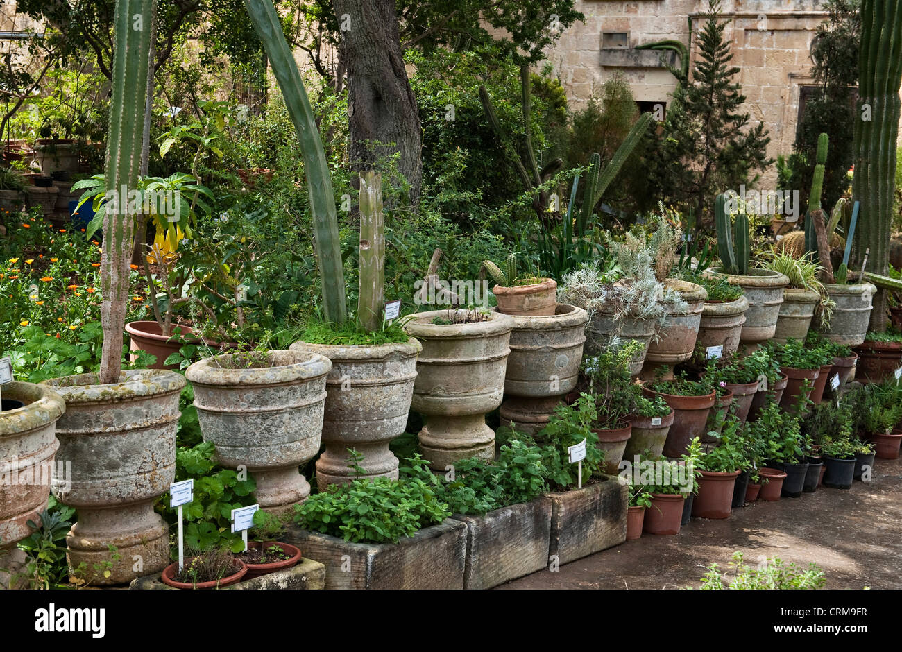 Stone pots of cacti in the Argotti Botanical Gardens, Floriana, Malta ...