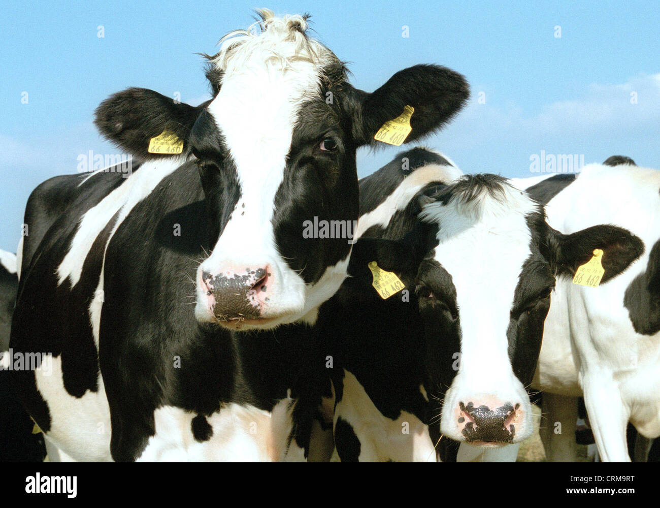 Black and white spotted young cows on pasture Stock Photo - Alamy