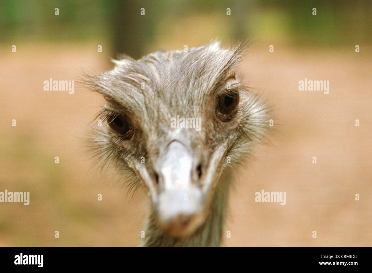 Horizontal funny hi-res stock photography and images - Alamy