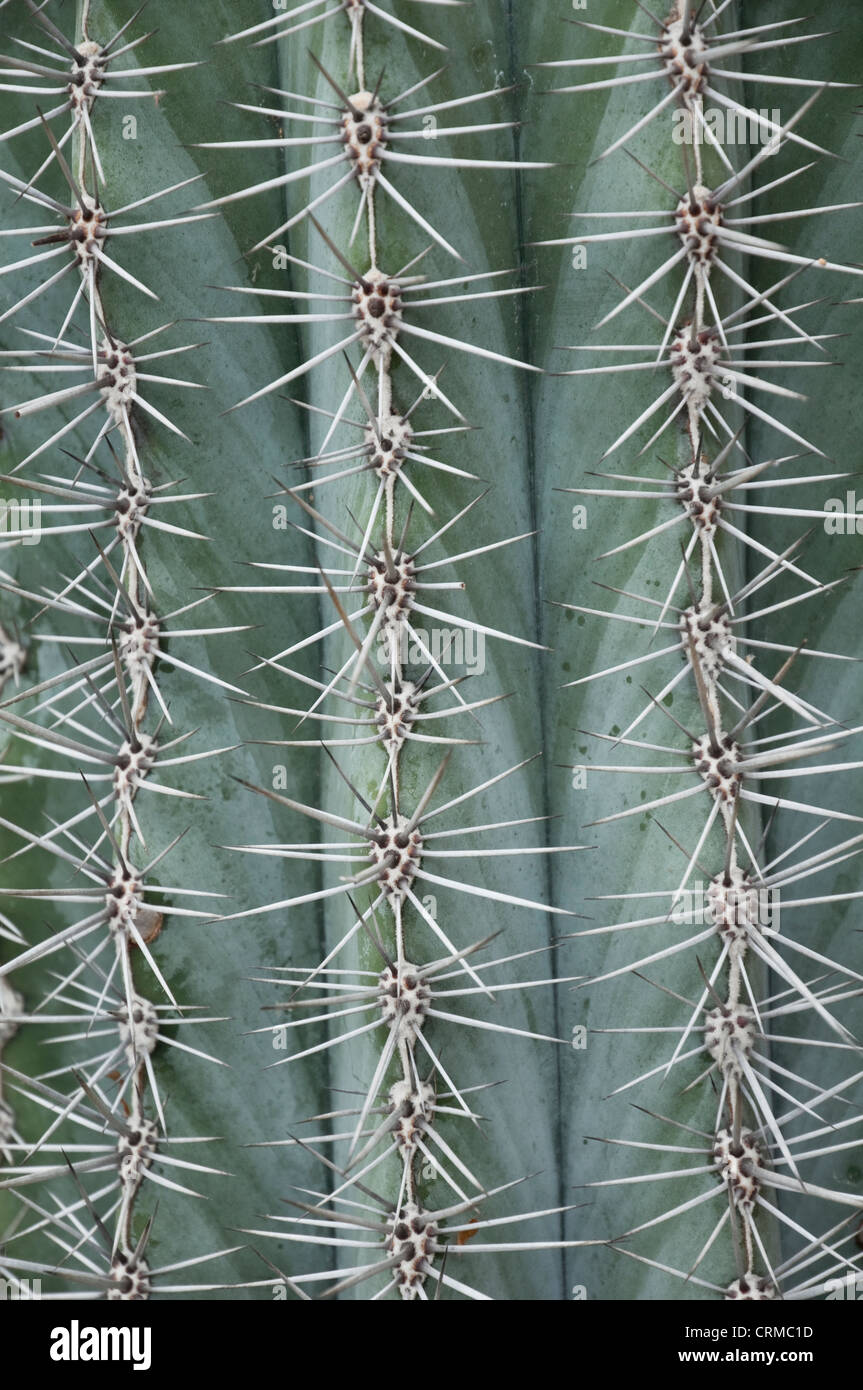 Spiky cactus hi-res stock photography and images - Alamy