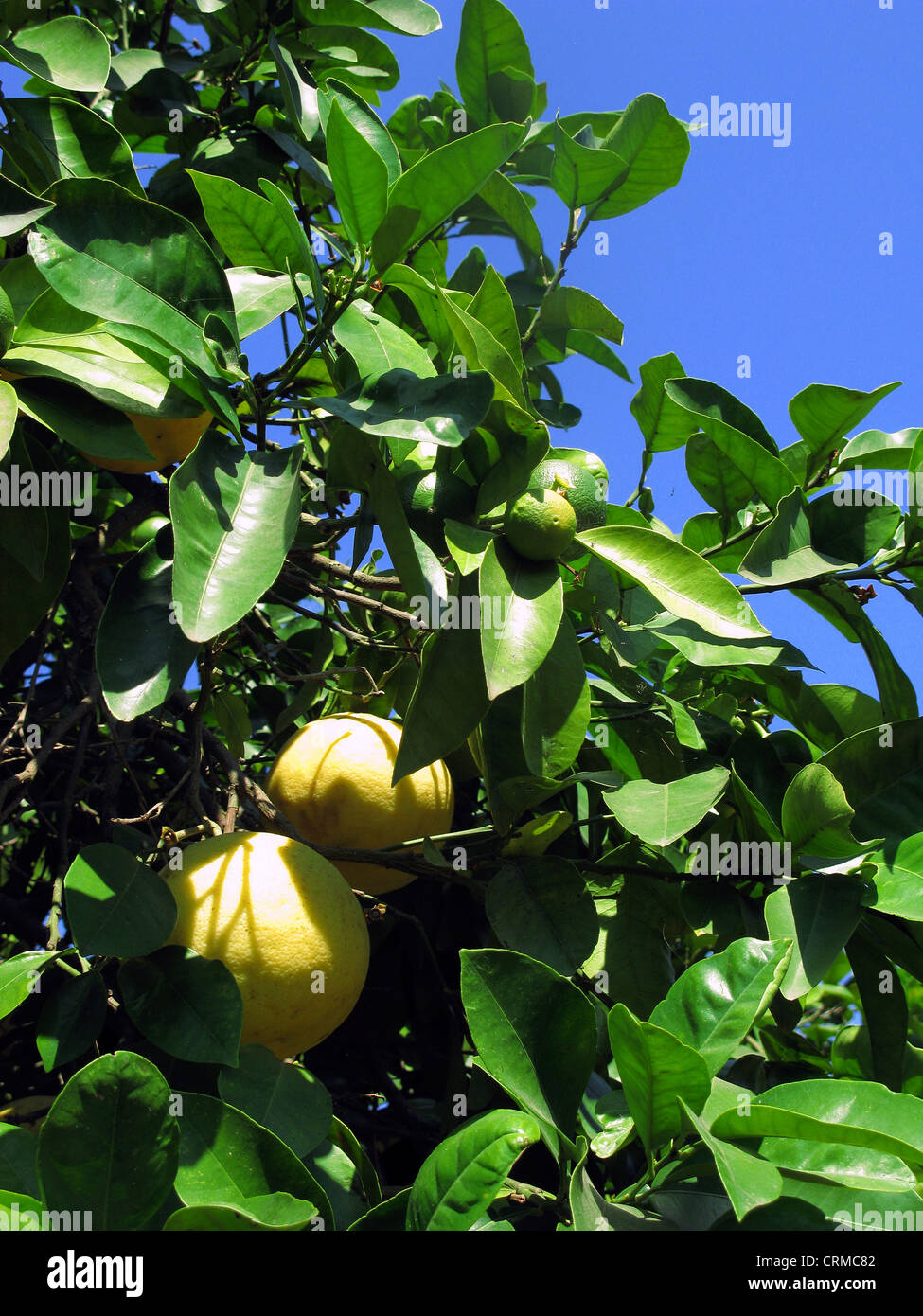 Grapefruit Tree, Crete, Greece Stock Photo - Alamy